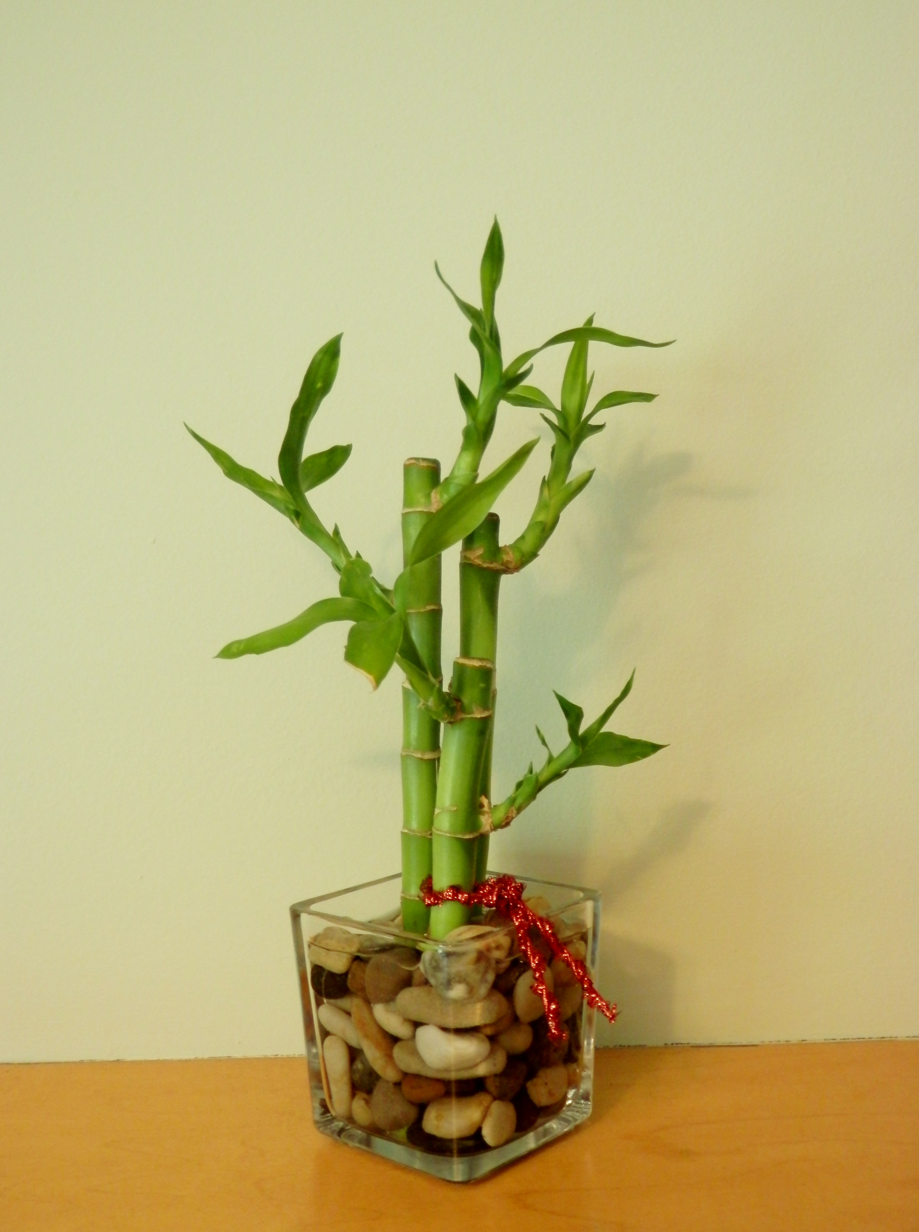 Lucky Bamboo